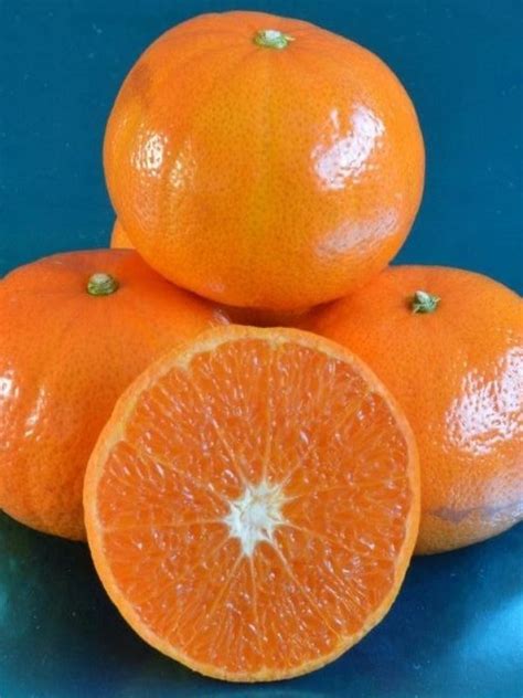 Mandarin ‘ Honey Murcott Neth Green