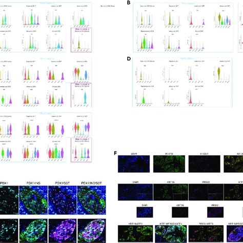 Cell Specific Transcription Factors Tfs In Endocrine And Exocrine