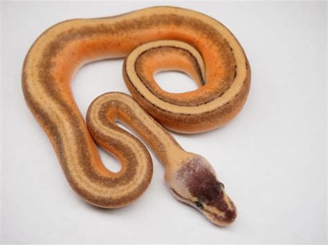 Genetic Stripe Lemon Blast Ball Python Morph List