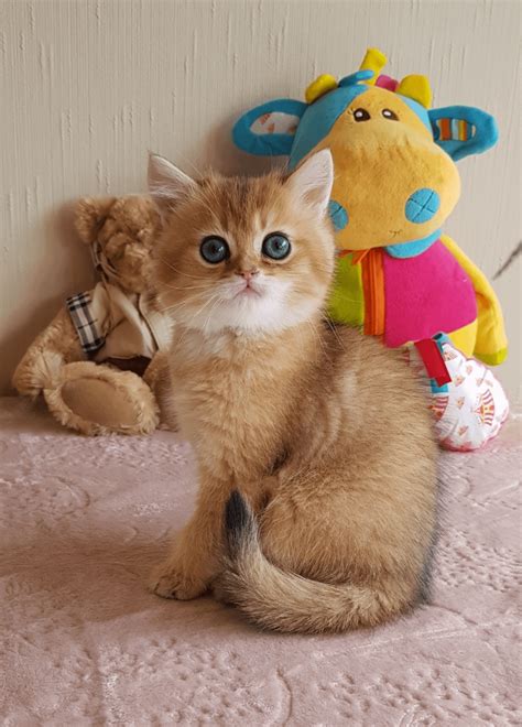 Getting My First Brit Say Hello To Miso Rbritishshorthair