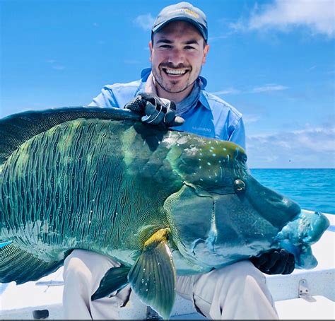 Ryans Wrasse Fishotopia