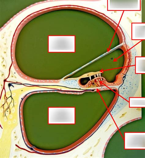 Biol 2401 Lab 4 Practical Exam Cochlea Frontal View Diagram Quizlet
