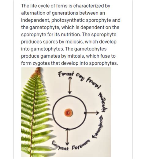 Node Js How To Generate Diagram From Openai Create Image That Has English Words Stack Overflow