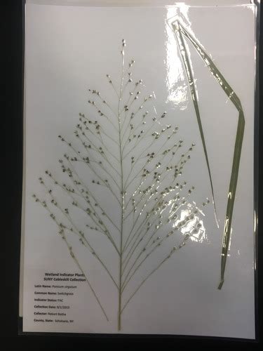 Wetlands Week 6 Flashcards Quizlet
