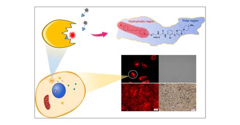 Discovery Of Environment Sensitive Near Infrared Shp2 Targeting Fluorescent Ligands For Living