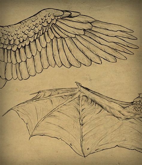 Taking Flight A Beginners Guide Into Drawing Wings Envato Tuts