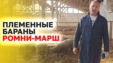 Племенные Ромни марш ТОП 10 Уникальные бараны в России Новозеландская селекция Уэбер