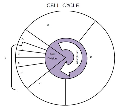 Cell Cycle Diagram Quizlet