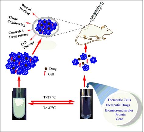 Polysaccharide And Polypeptide Based Injectable Thermo Sensitive Hydrogels For Local Biomedical