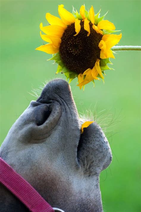 Donkey And Flower Stock Image Image Of Hungry Card 26018011