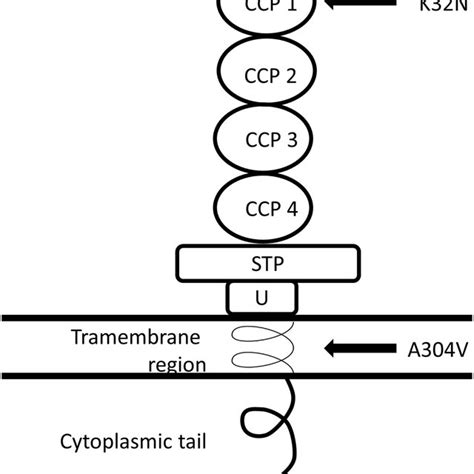 The Schematic Structure Of The Membrane Cofactor Protein Cd46 The