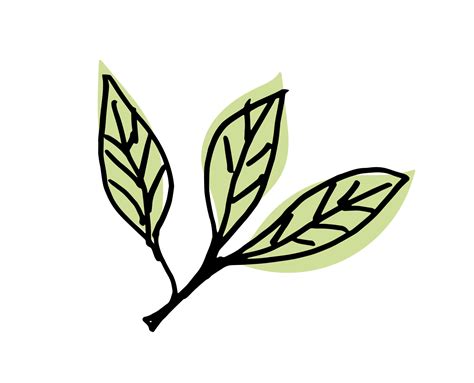 Olive Leaves Vector Illustration 16124849 Vector Art At Vecteezy