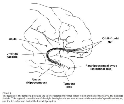 Neural Basis Of Learning And Memory Research Paper Iresearchnet