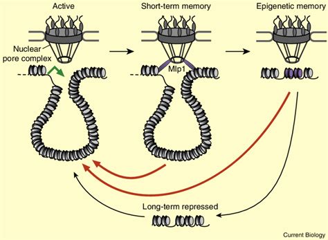 Model For Transcriptional Memory Upon Activation Some Genes