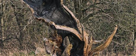 A Site Of Fire Stock Image Image Of Disaster Burn 246412981