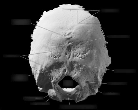 Occipital — Ectocranial Diagram Quizlet