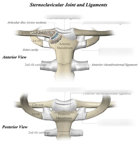 Sc Joint Diagram Quizlet