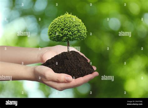 Woman Holding Pile Of Soil With Small Tree On Blurred Green Background Closeup Eco Friendly