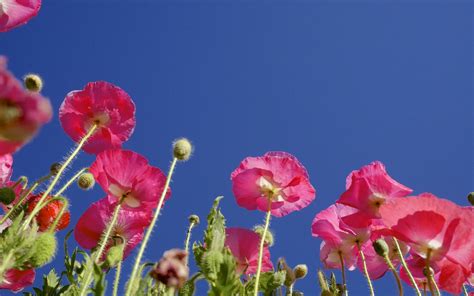 Pin By Елена Коршакевич On Обои для компа