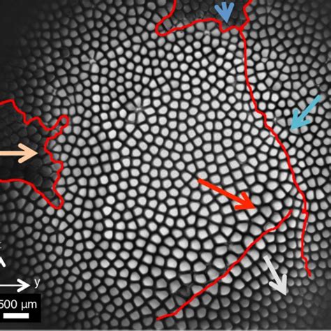 Figure Si1 Solid Liquid Interface Pattern Of A Scn 024wt Camphor Download Scientific Diagram