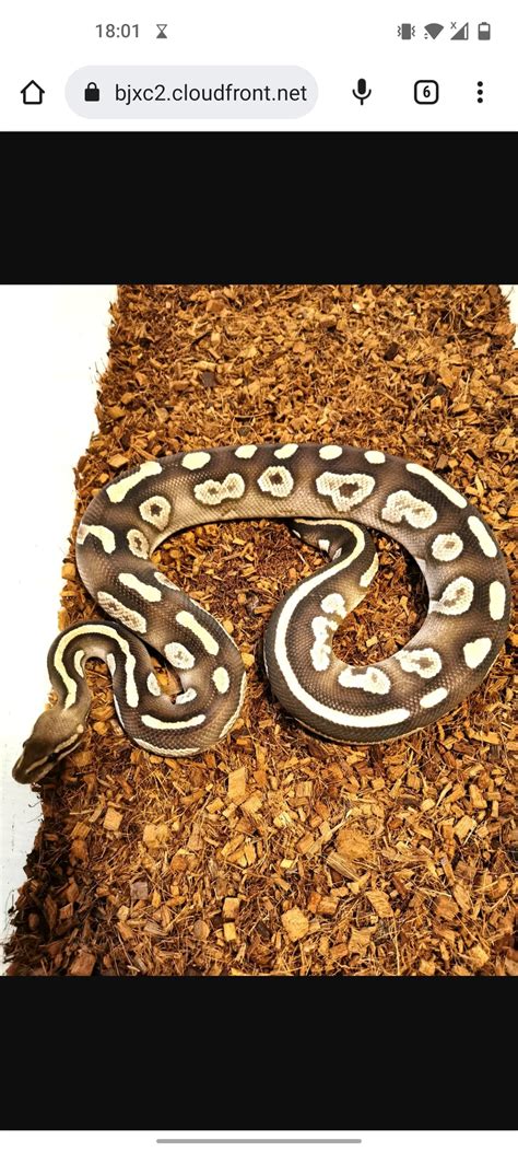 Confirmation On Identification Ball Pythons Morphmarket Reptile Community