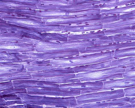 Heart Myocardium Light Micrograph Stock Image C038 9933 Science Photo Library