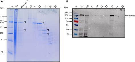 Gel Electrophoretic Analysis Of Elution Fractions After Sephadex‐200