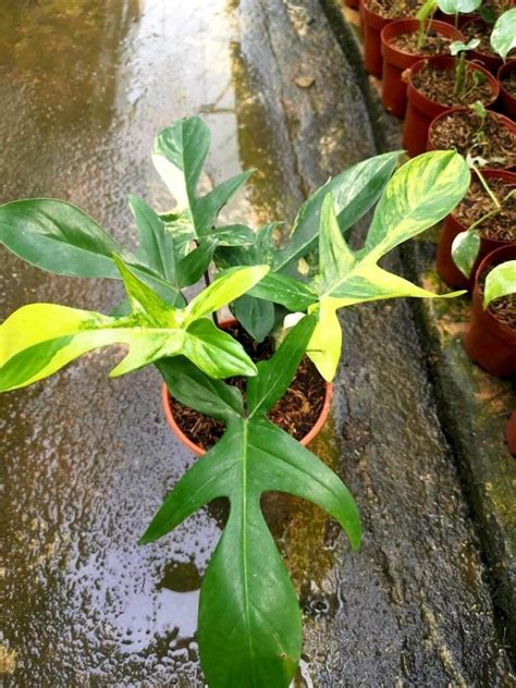 Philodendron Florida Beauty Variegated Exotic Foliage • Tjg