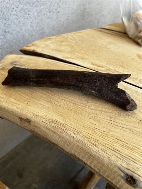 Bone Or Perhaps A Fossilized Bone Rbonecollecting