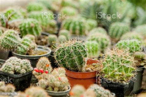 화분에 선인장 식물의 컬렉션입니다 작은 장식 식물 선택적 초점 탑 뷰 샷 선인장 식물 패턴입니다 자연 배경입니다 녹색 질감 배경 0명에 대한 스톡 사진 및 기타 이미지