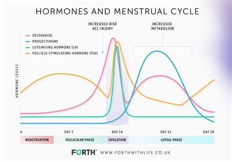 Menstrual Cycle Pregnancy Chart