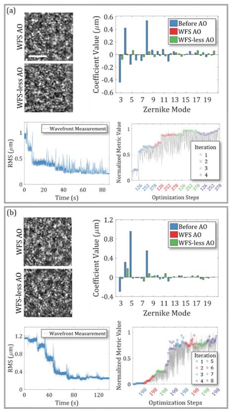 A B Further Mouse Photoreceptor Imaging With Wavefront Sensor Download Scientific Diagram