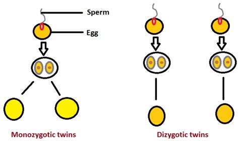 Monozygotic