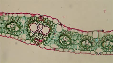 Zea Mays Anatomy Opal Pambudi