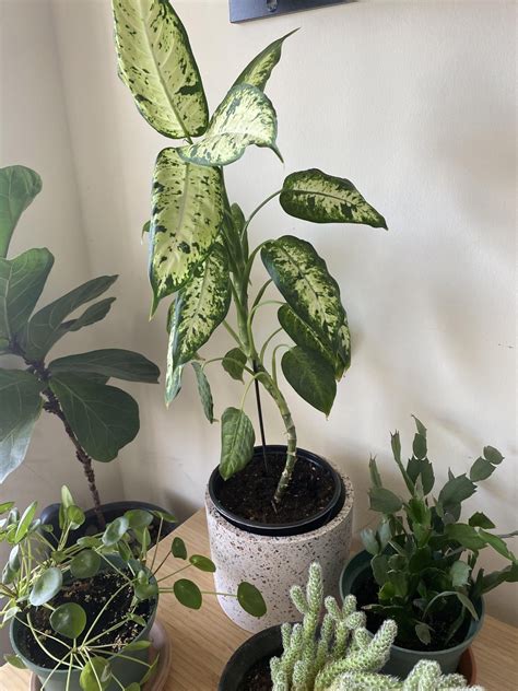 Dieffenbachia Seguine Stemtrunk Issue Rhouseplants