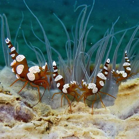Other Inverts Sexy Shrimp Reef Cleaners