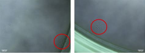 Cell Press Star Protocols