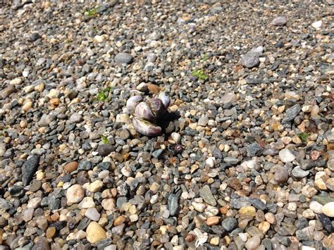 Programming Organic Shapes In Beetle Blocks For 3d Printing