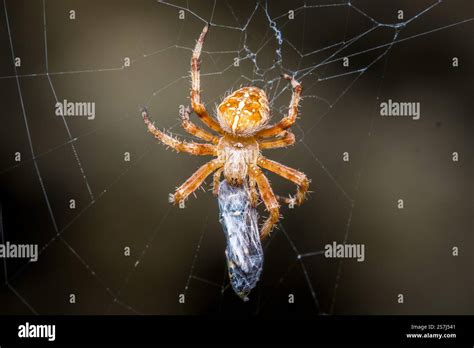A Colourful Garden Spider Araneus Diadematus Feeding On A Captured