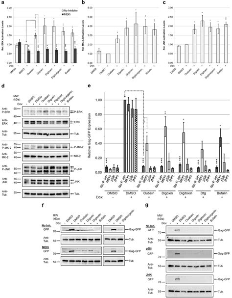14 Css Control Hiv 1 Gene Expression Through Intracellular Signaling