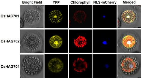 Protoplast Transient Expression Analyses Using Hat Yfp Fusion