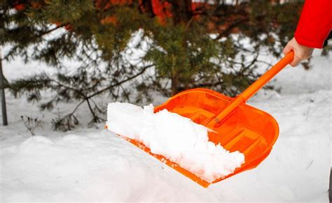 Накидайте взимку на ці три рослини сніг для збільшення врожайності влітку Читайте на Ukr Net