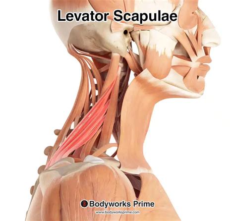 The Levator Scapulae Muscle Muscle Anatomy Scapula