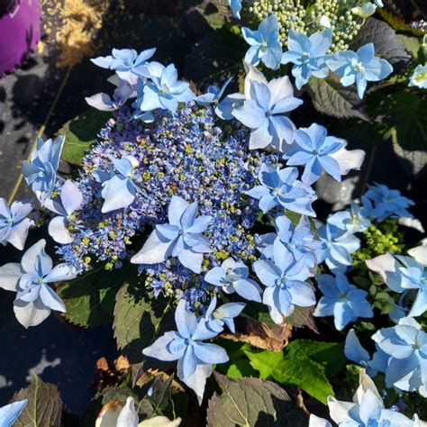 Hydrangea Tuff Stuff Aha Kennedys Country Gardens Garden Center Scituate Ma