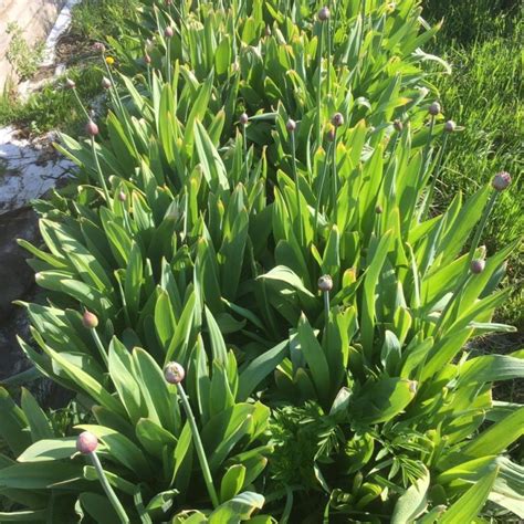 Прекрасный лук купить в Красноярске цена 60 руб дата размещения 28 07 2024 Растения и семена