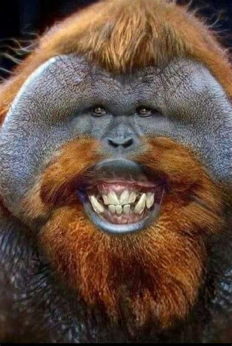 Pin By Torah Ahavat Olam 70 On Animales Ugly Animals Ugly Monkey