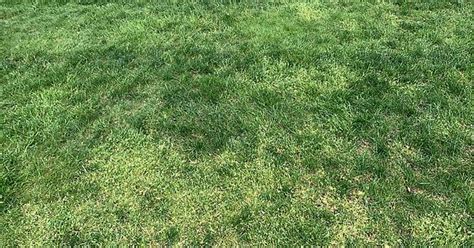 Poa Patch Album On Imgur