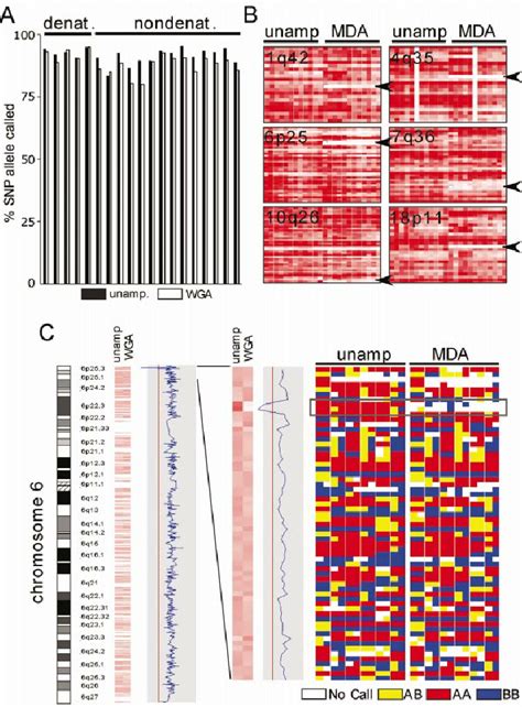 Genome Coverage Following Whole Genome Ampli®cation A The Snp Call