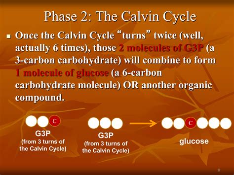 02 Photosynthesis Calvin Cycle Light Independent Reactions Pptx