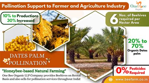 Dates And Palm Pollination One Bee Organic Llp